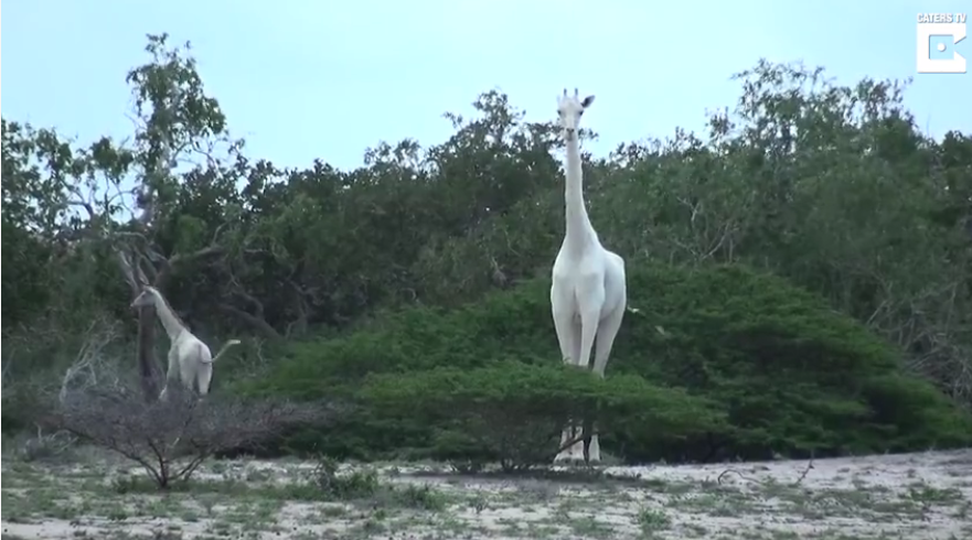 Extremely rare white giraffes captured on camera for the first time in ...