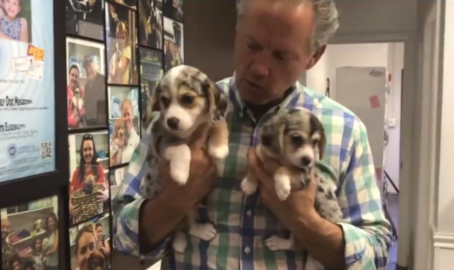 Beagle? Corgi? Meet the Corbe! These puppies are just adorable! - Woman
