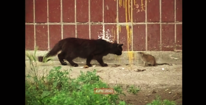 VIDEO: Giant Russian rat goes full-on attack mode on innocent cats! - Woman
